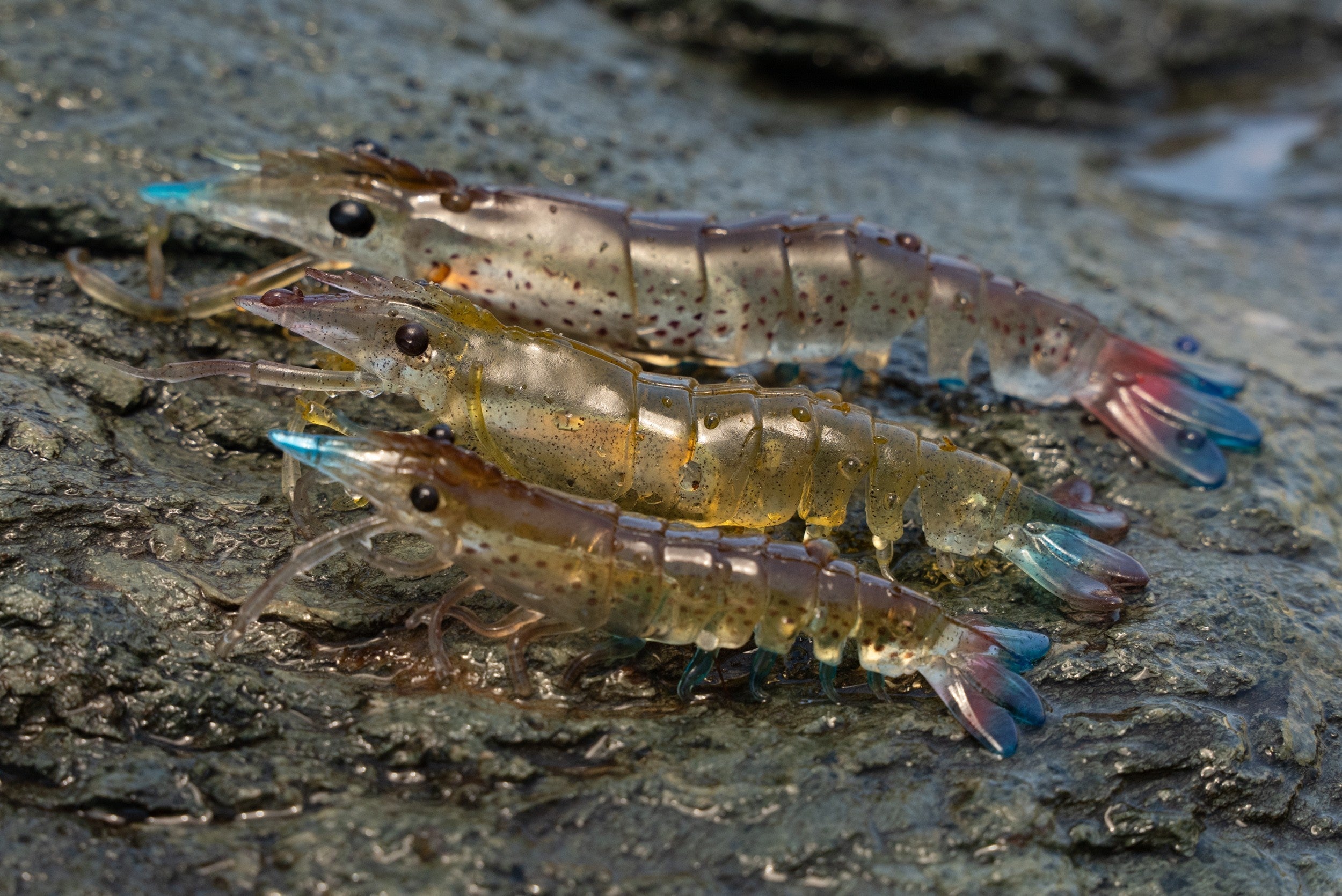Live Ops Sumo Shrimp Unrigged – Nomad-Design-International